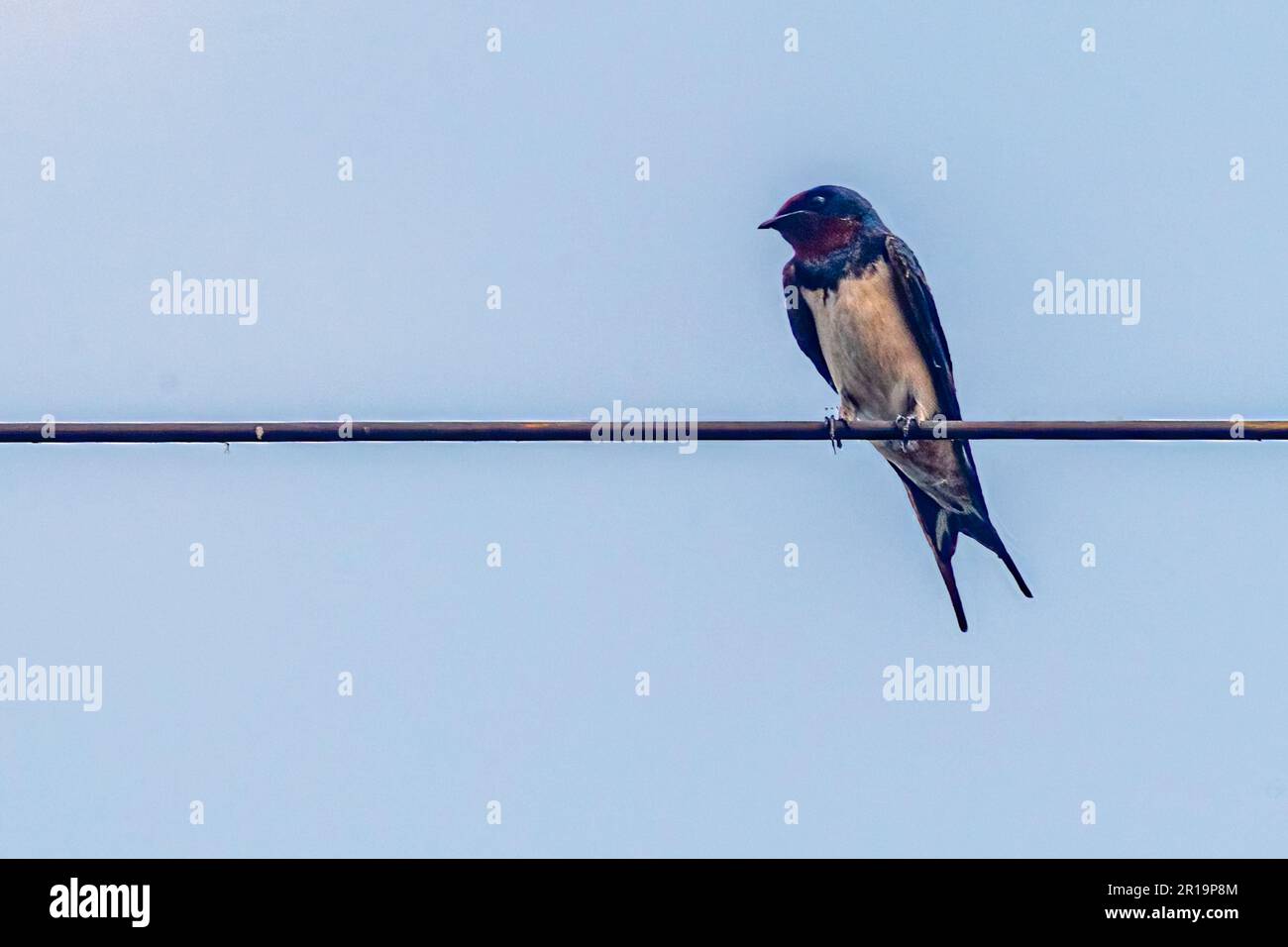 A Barn swallow perching on a tree Stock Photo - Alamy