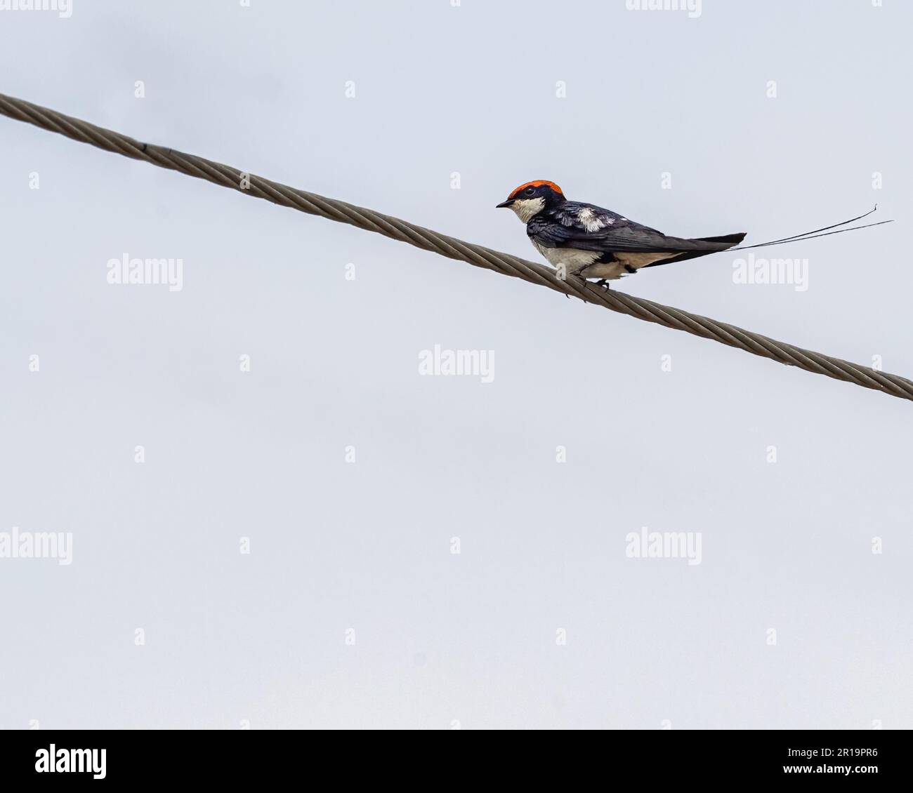 Cute tree swallow baby hi-res stock photography and images - Alamy