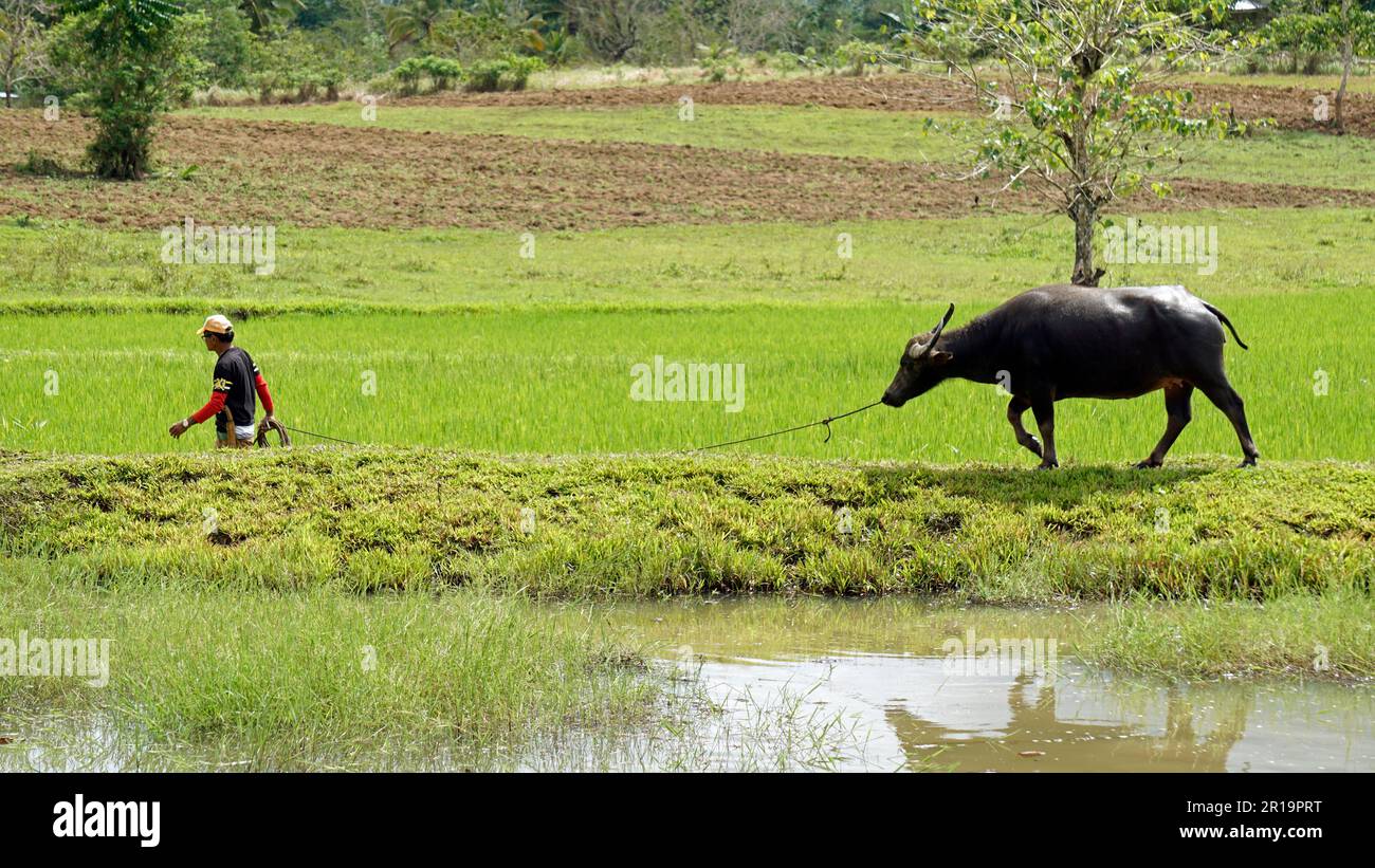 scenic rice fields on bohol island at the philippines Stock Photo - Alamy