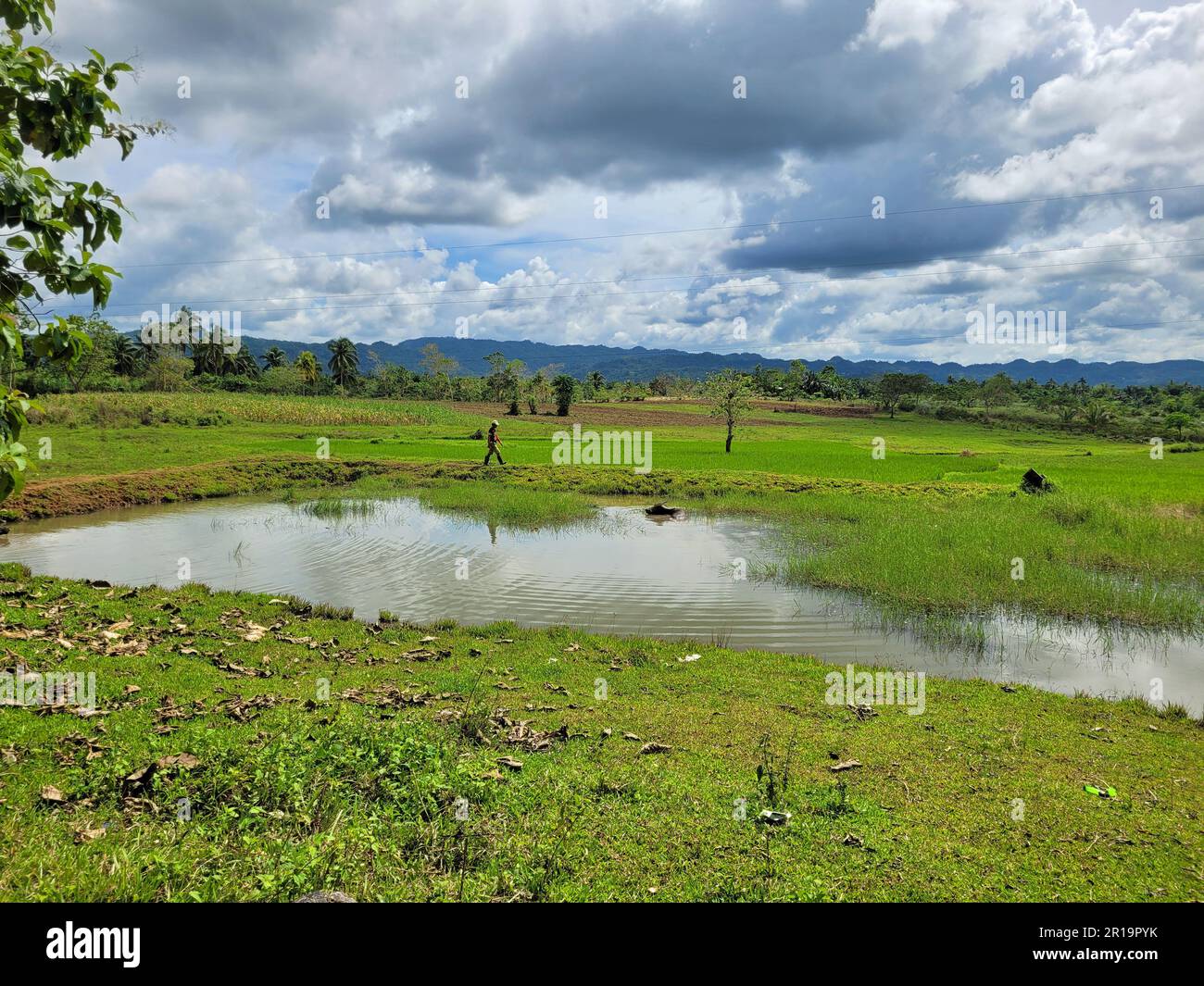 scenic rice fields on bohol island at the philippines Stock Photo - Alamy