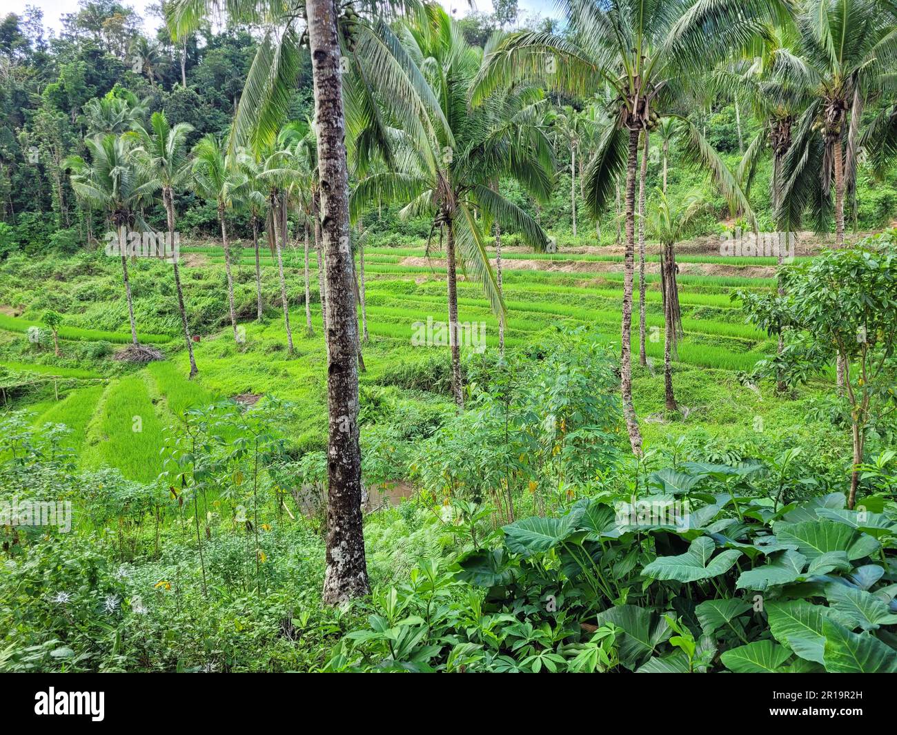 scenic rice fields on bohol island at the philippines Stock Photo - Alamy