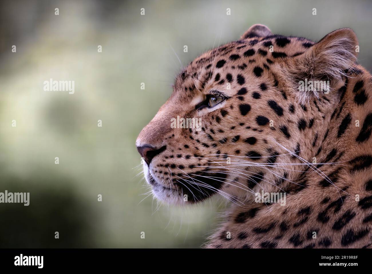 Female Amur leopard (profile Stock Photo - Alamy