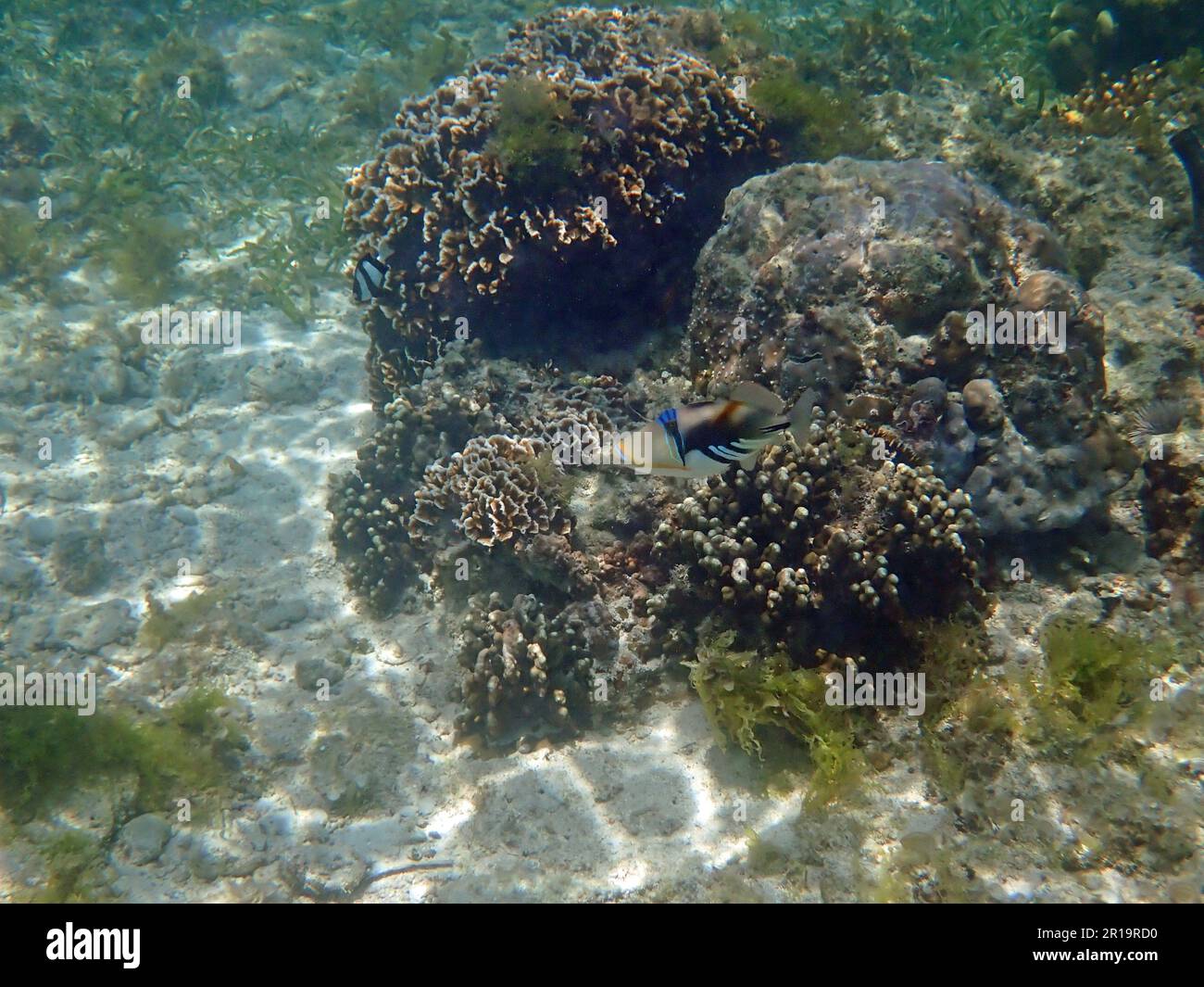 colorful underwater landscape on the philippine island of cebu Stock ...