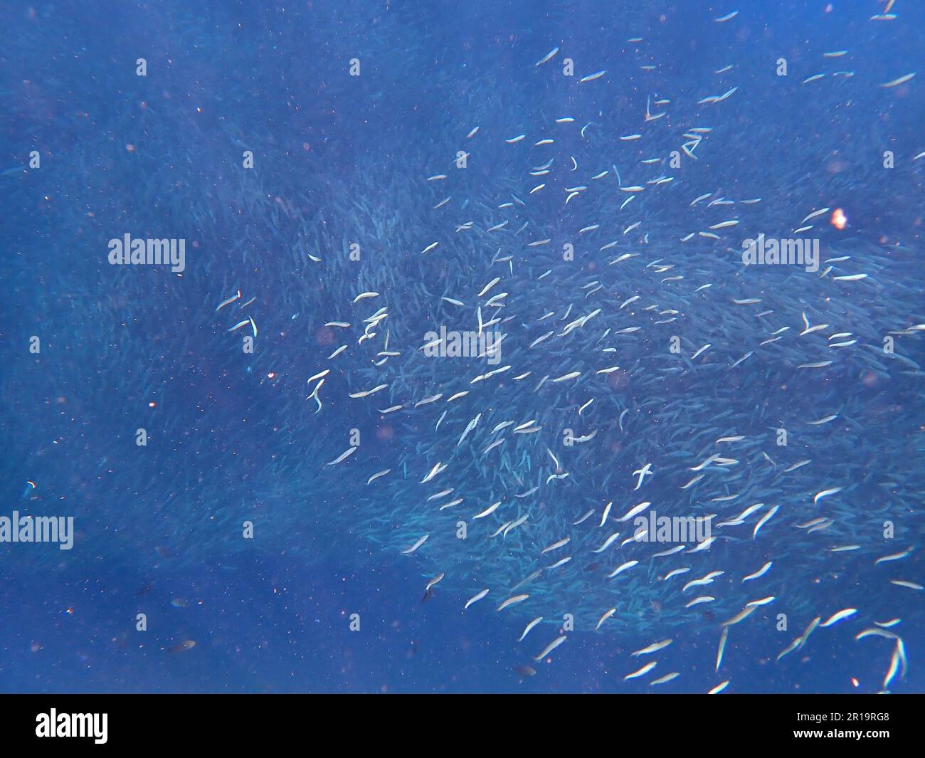 colorful underwater landscape on the philippine island of cebu Stock ...