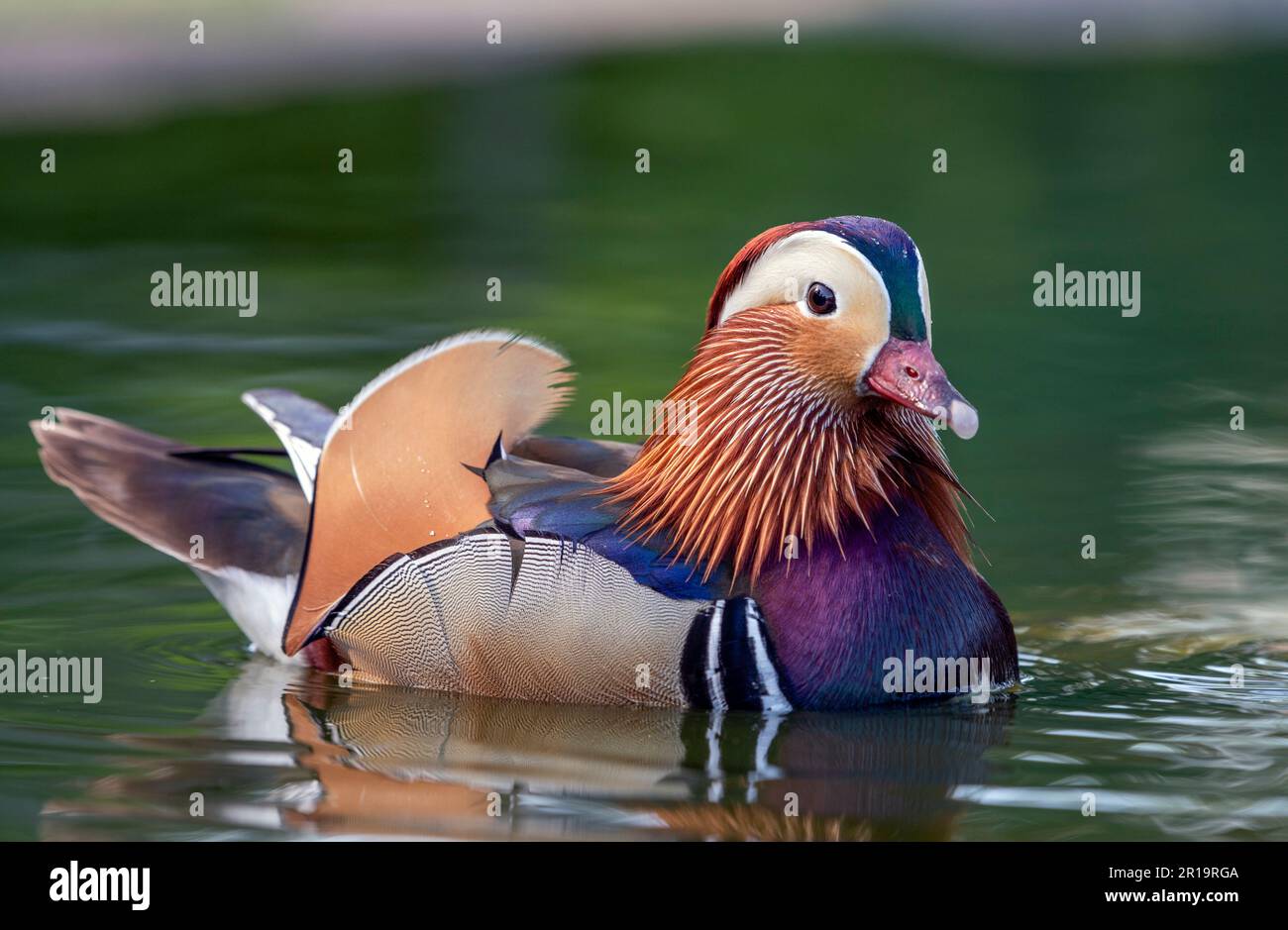 Male mandarin duck Stock Photo - Alamy