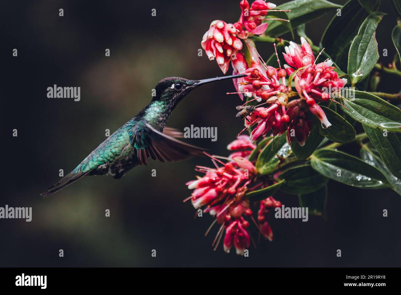 Fiery throated hummingbird hi-res stock photography and images - Alamy