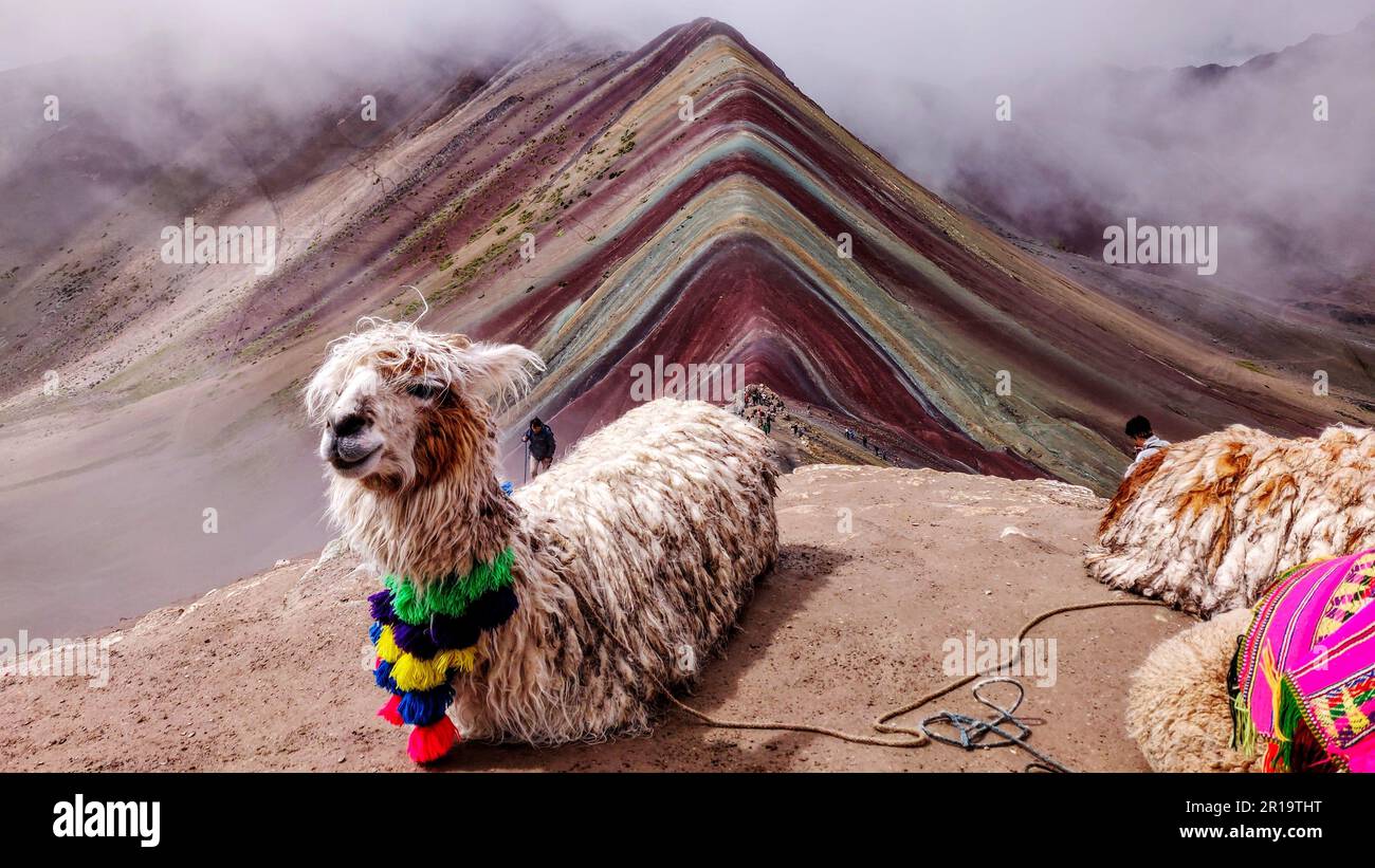 An alpaca sitting on a rocky outcrop with Rainbow Mountain in the ...