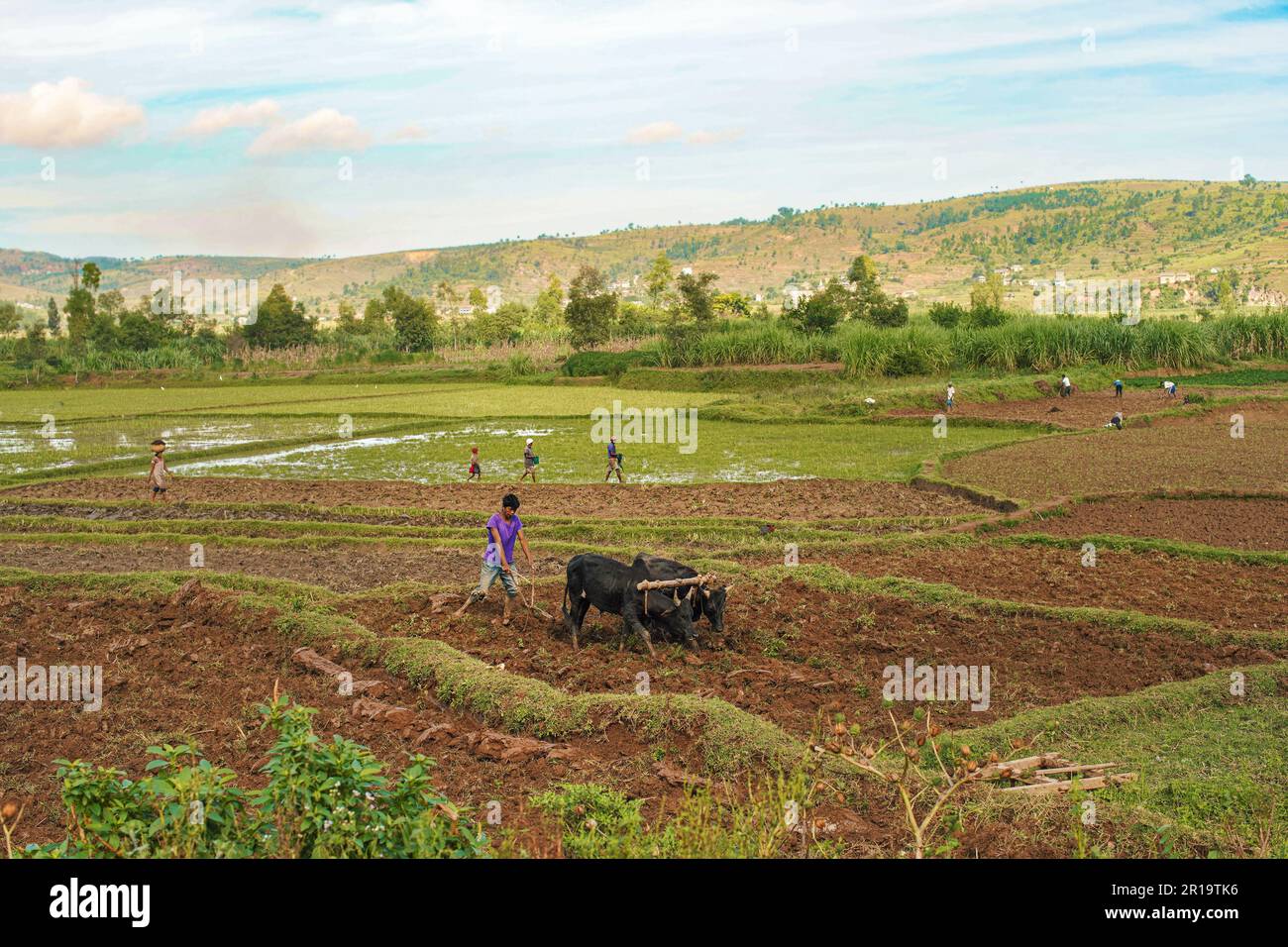 Manandoana, Madagascar - April 26, 2019: Unknown Malagasy farmer ...