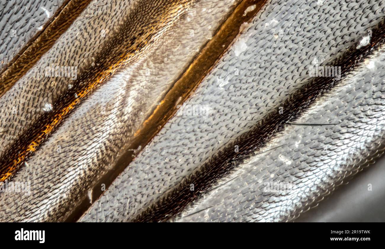 Housefly - Musca domestica - wing with fine hair, 40x microscopy detail ...