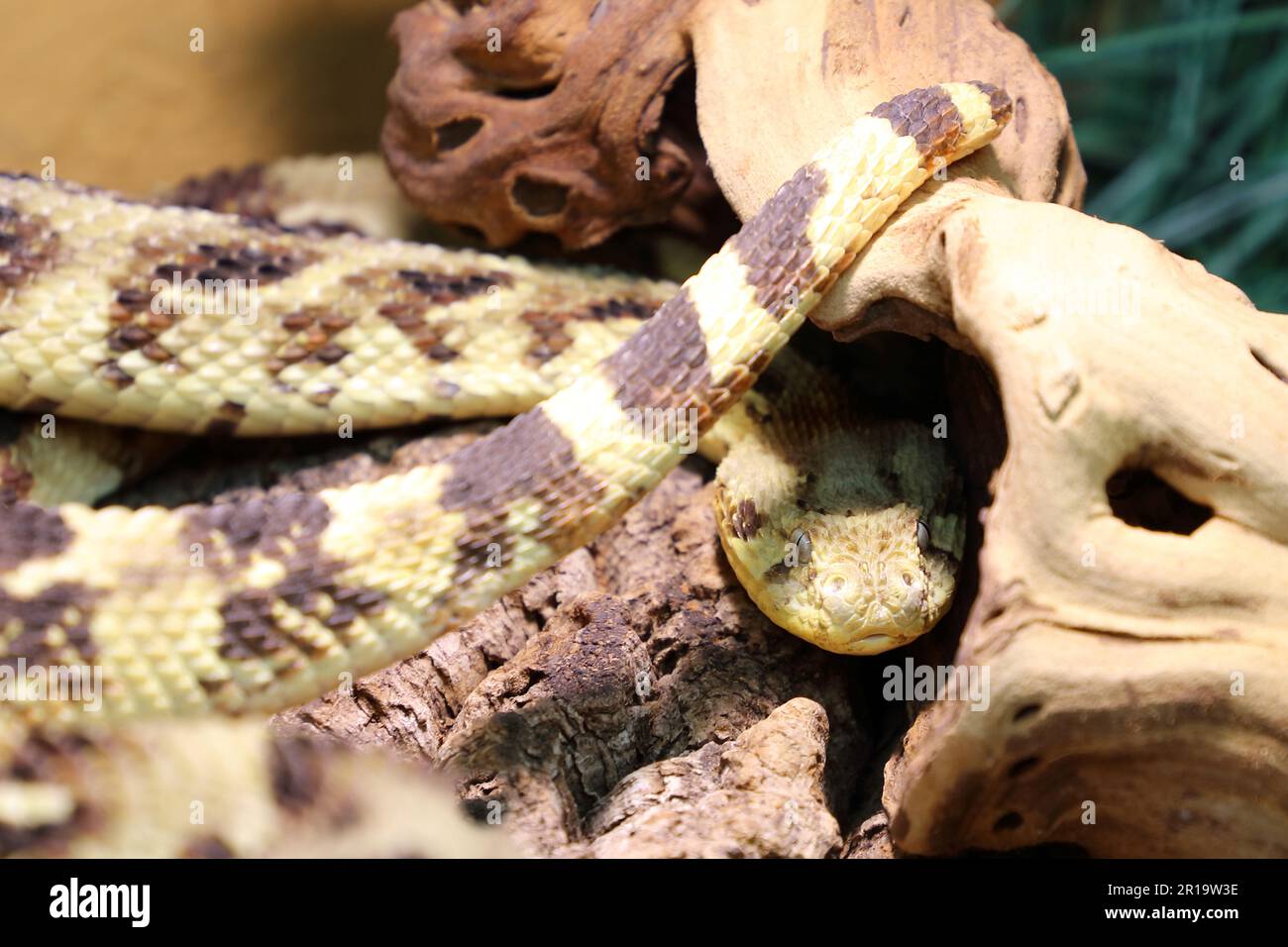 Puffotter / Puff adder / Bitis arietans Stock Photo - Alamy