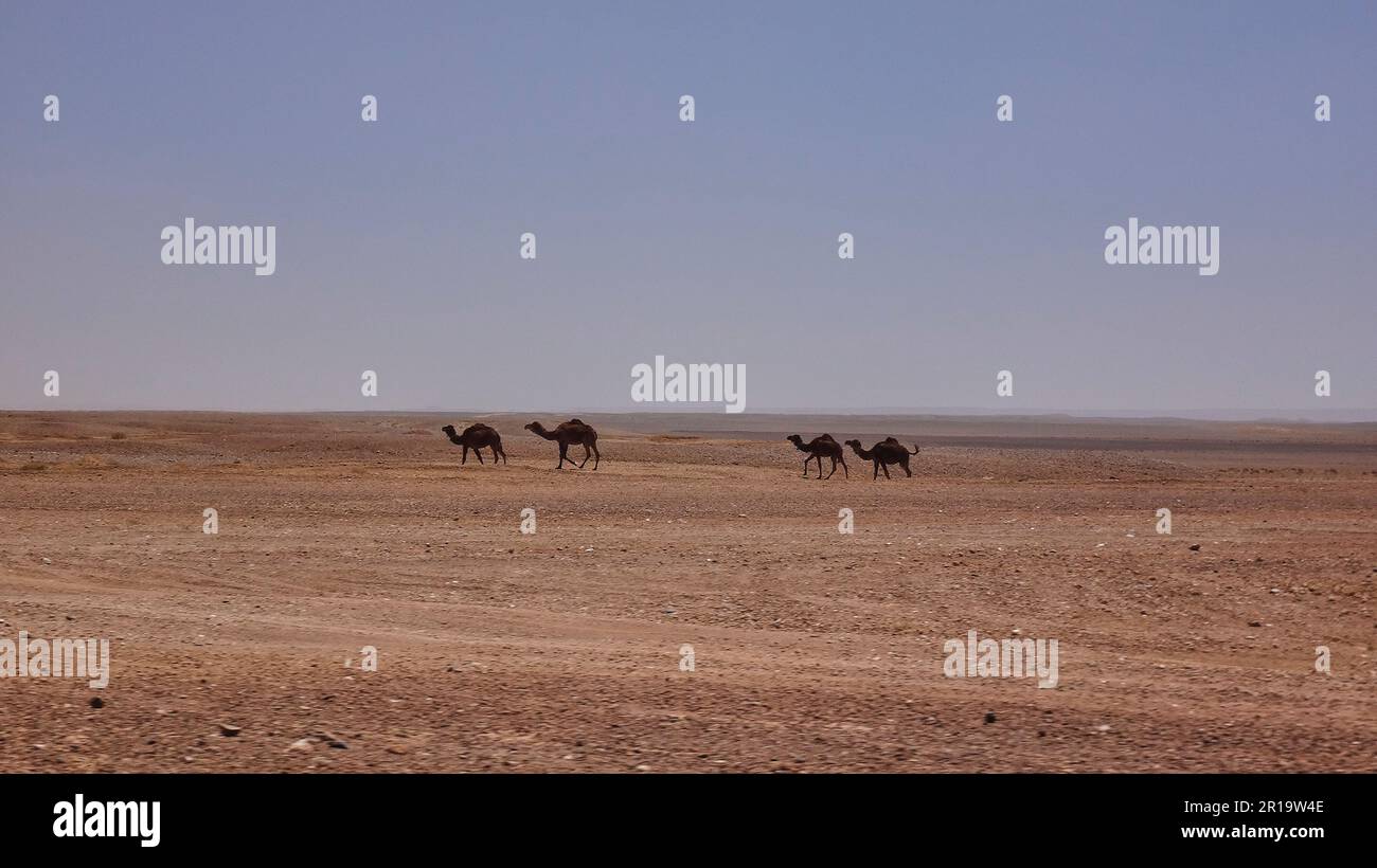 Dromedary, or also one humped Camel, Camelus dromedarius, belongs to ...