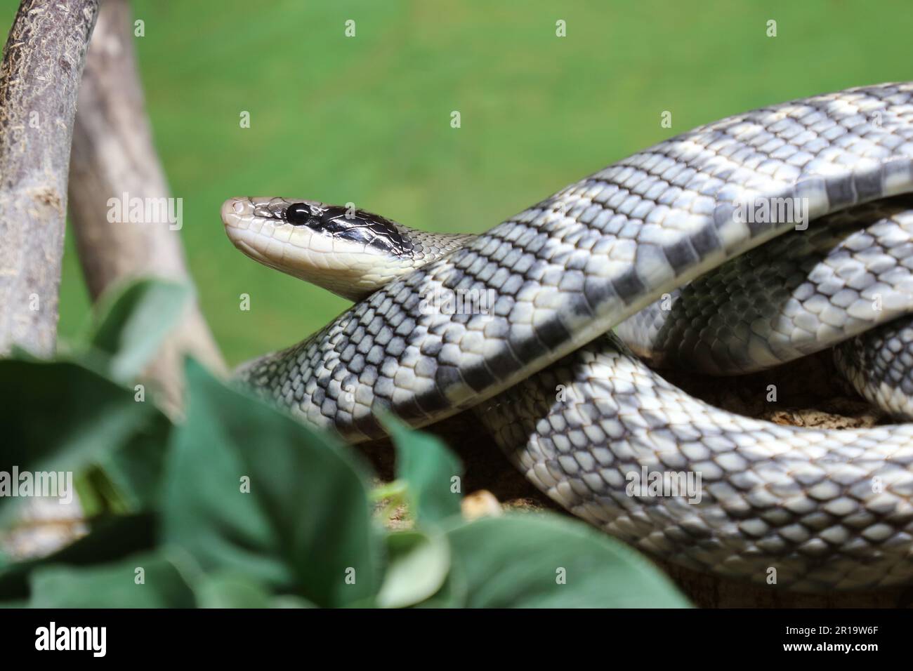 Beauty rat snakes hi-res stock photography and images - Alamy