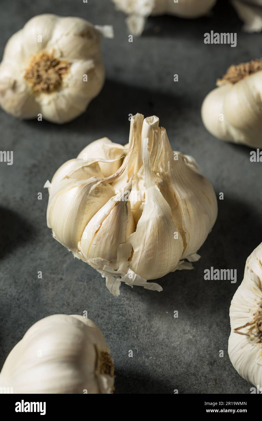 Garlic ready to harvest hi-res stock photography and images - Alamy