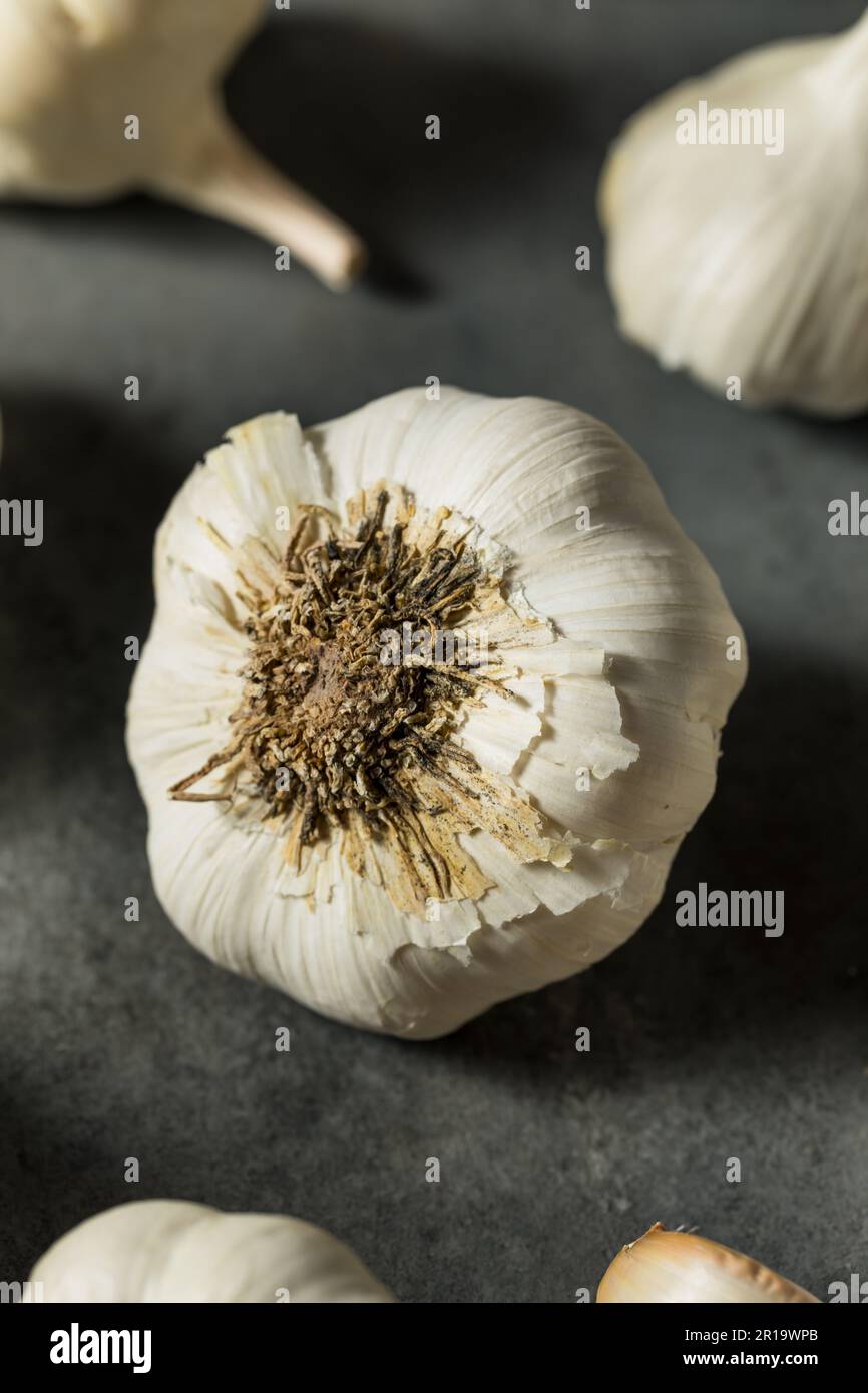 Garlic ready to harvest hi-res stock photography and images - Alamy