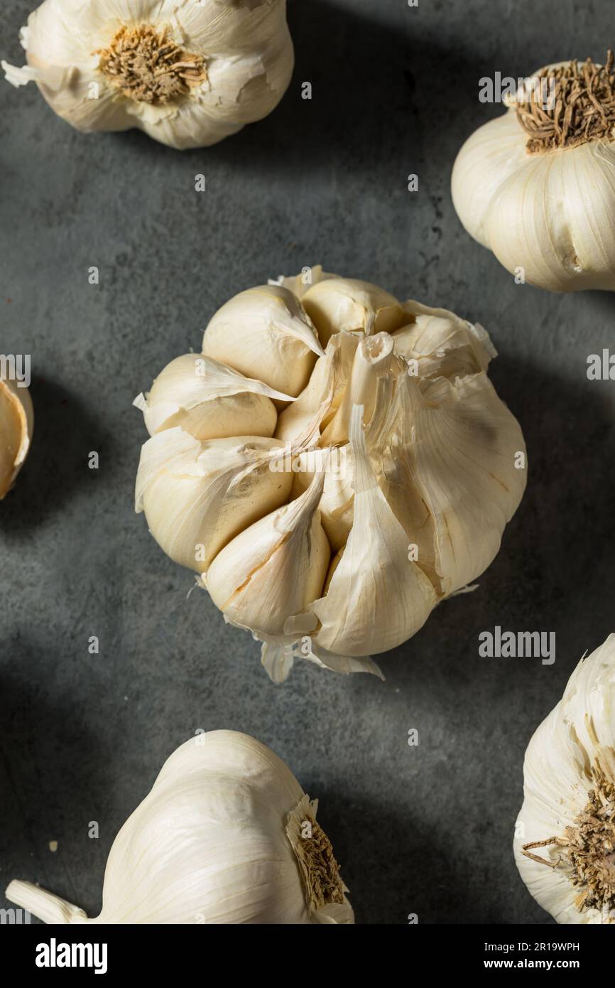 Organic Raw White Garlic Bulbs Ready to Cook Stock Photo - Alamy