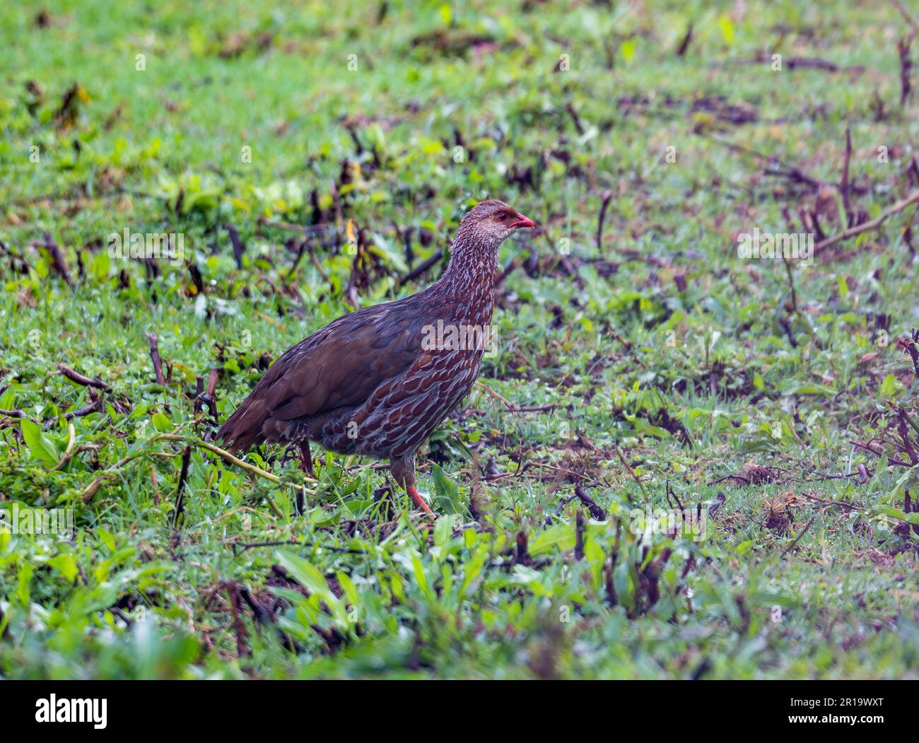 Jacksons spurfowl hi-res stock photography and images - Alamy