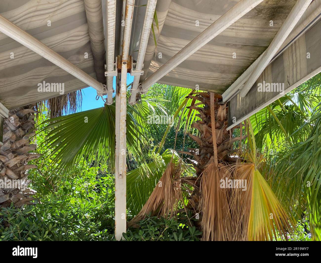 Ocean Beach Palapa and Coconut Palm Tree Leaves over Bright Blue Sky ...