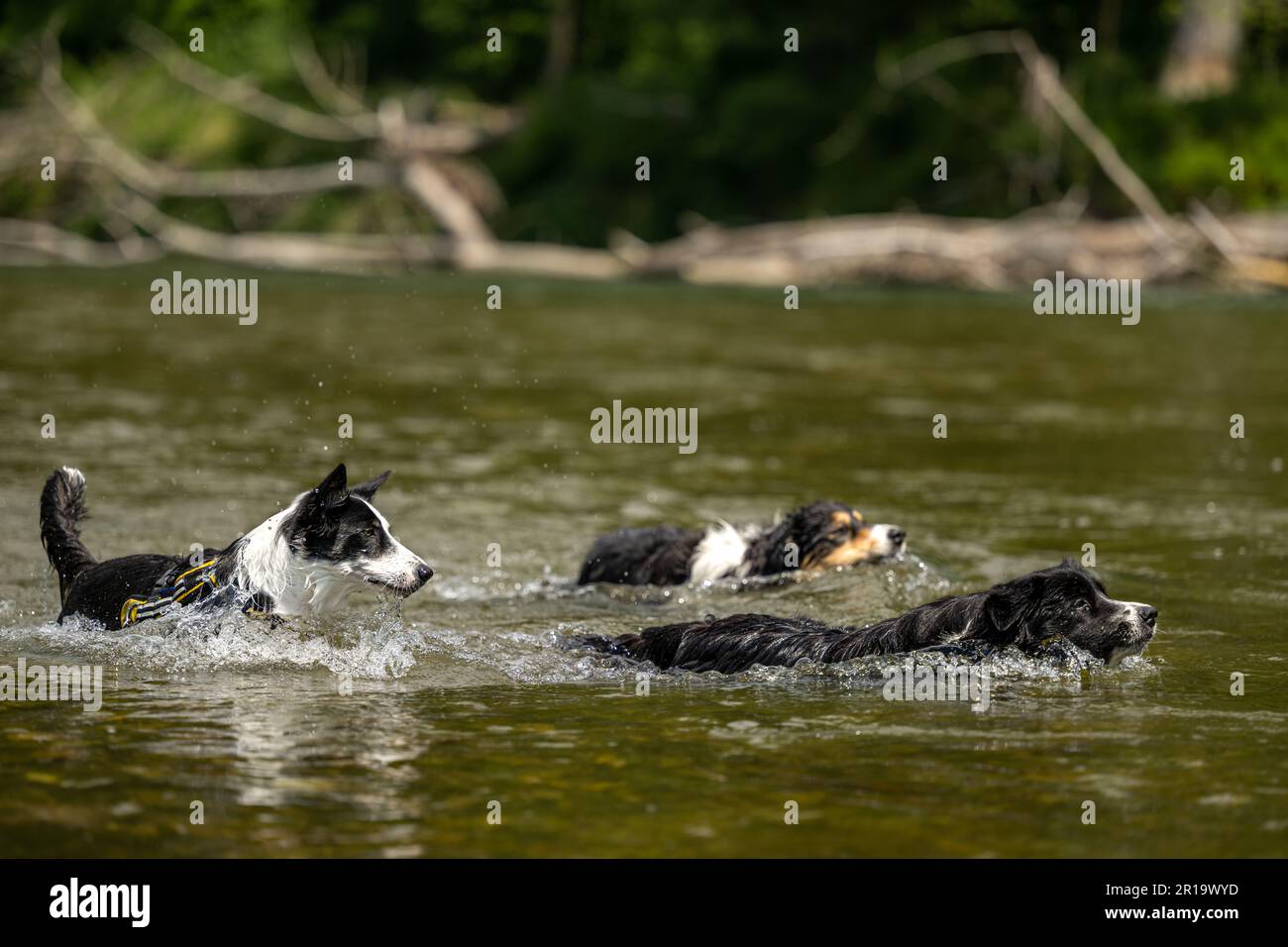 Three drops with sun hi-res stock photography and images - Alamy