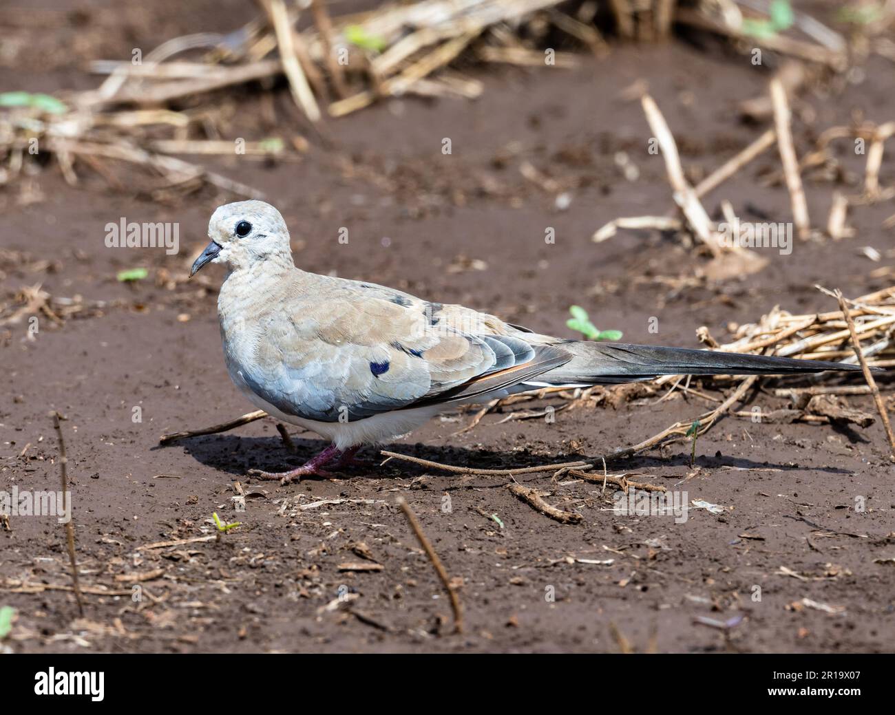 Oena capensis capensis hi-res stock photography and images - Alamy