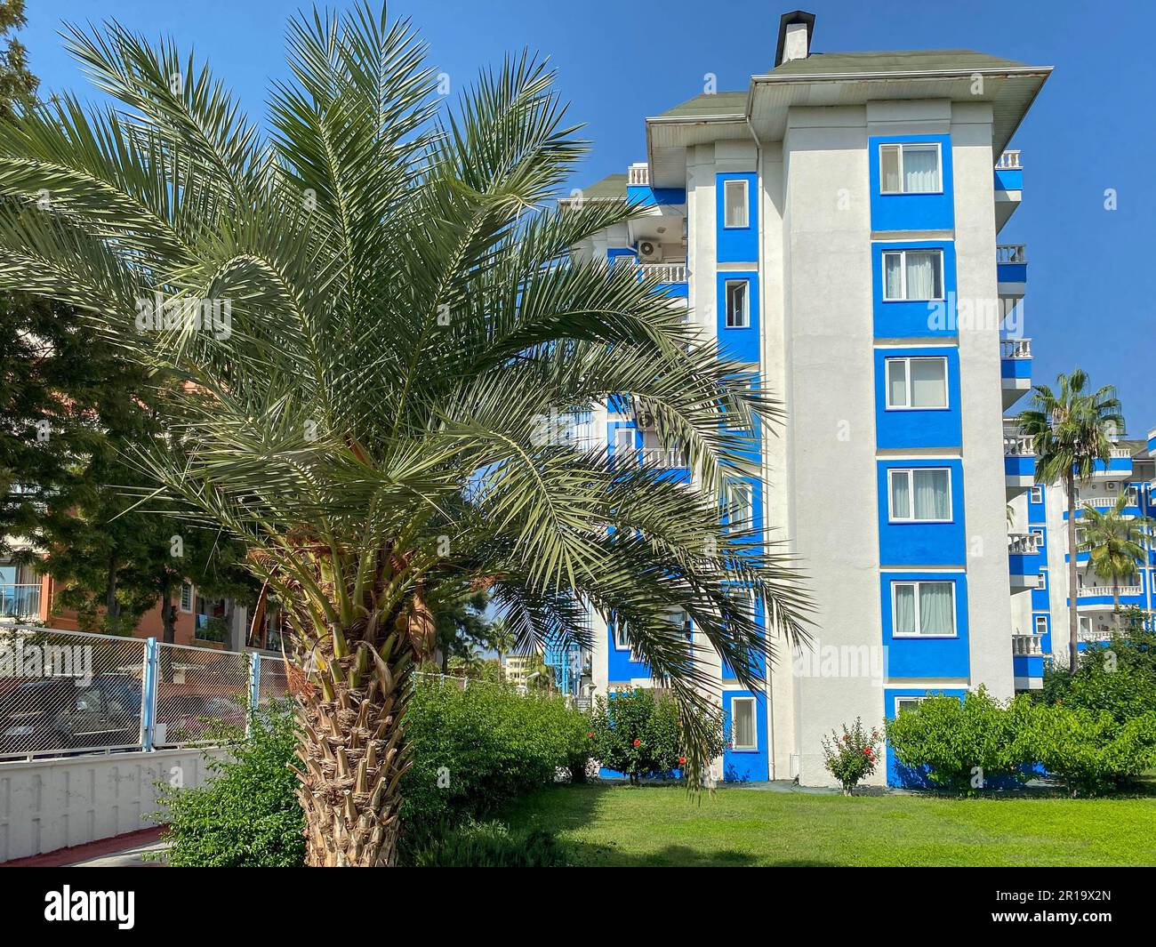 Beautiful large palm trees with green leaves against the backdrop of ...