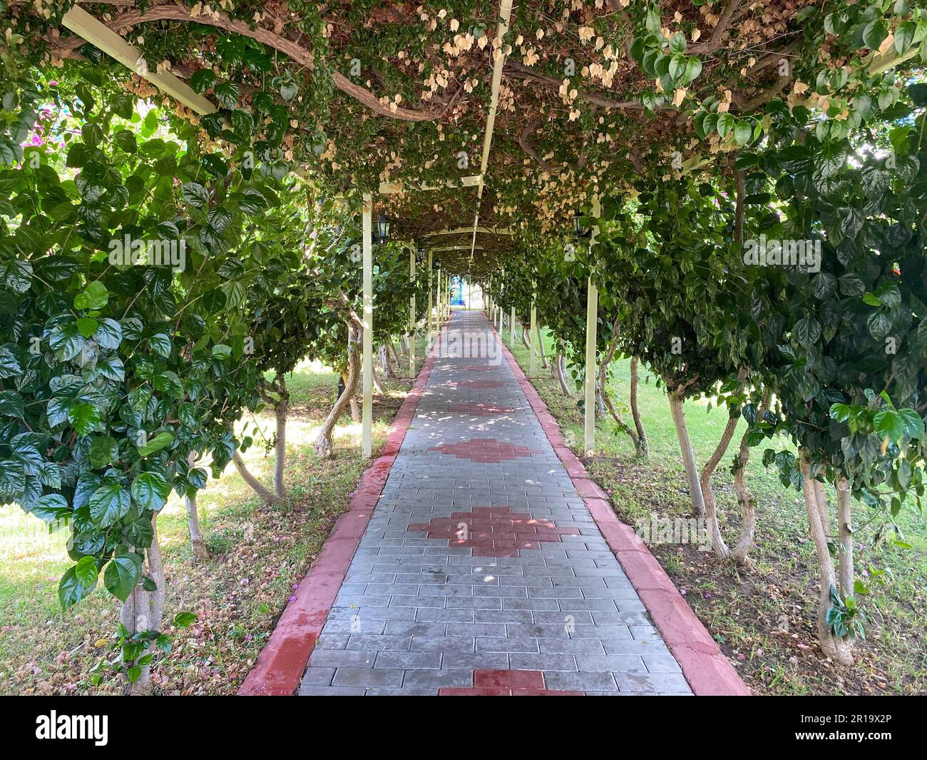 Beautiful tunnel made of natural green plants bushes trees and pavement ...