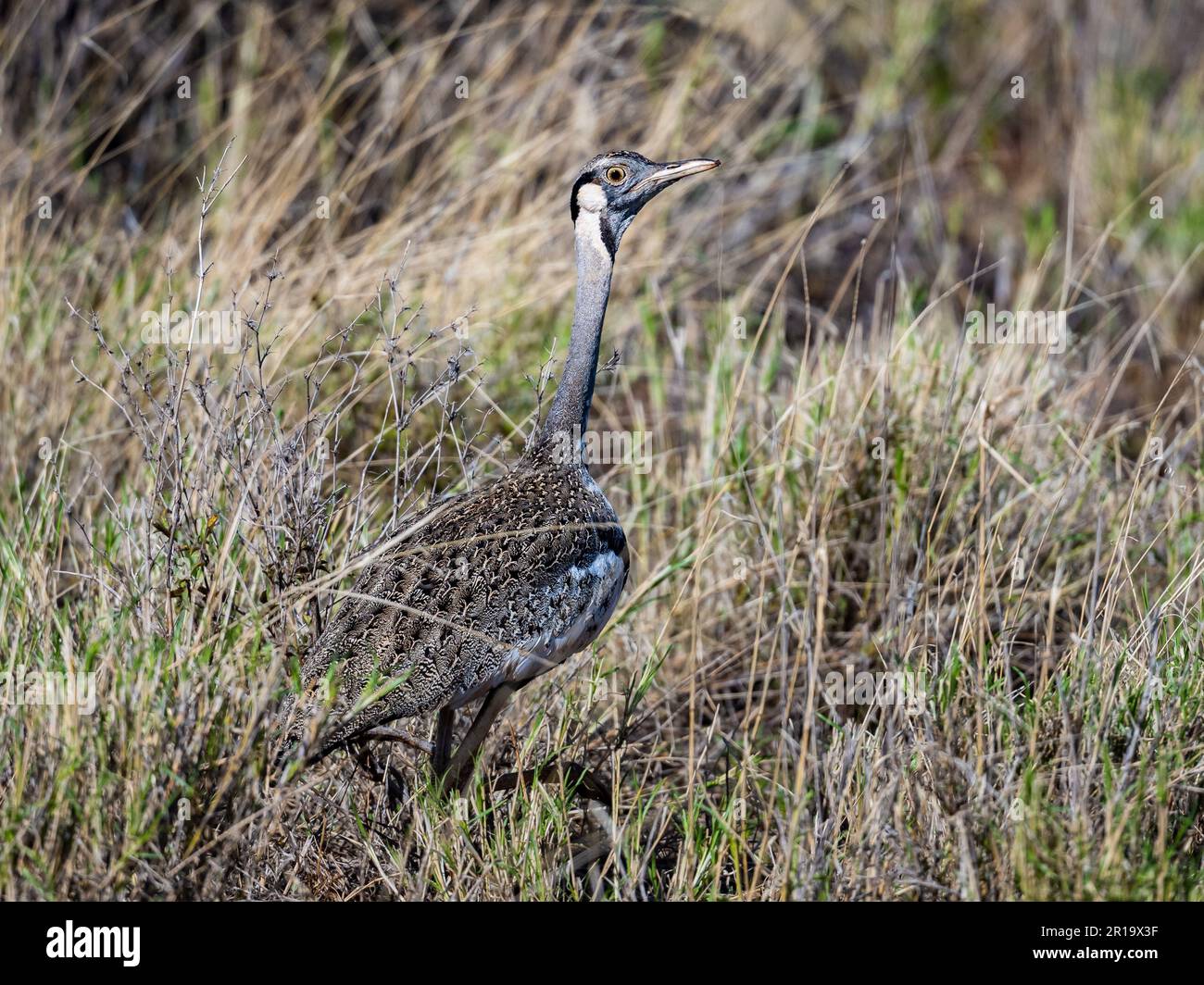 Hartlaubs bustard lissotis hartlaubii hi-res stock photography and ...