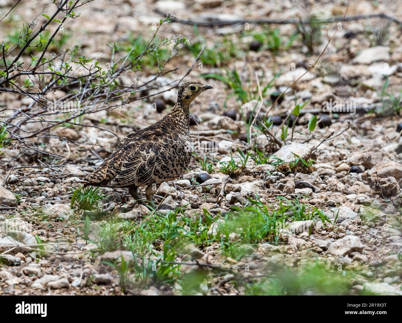 A female Black-faced Sandgrouse (Pterocles decoratus). Kenya, Africa ...