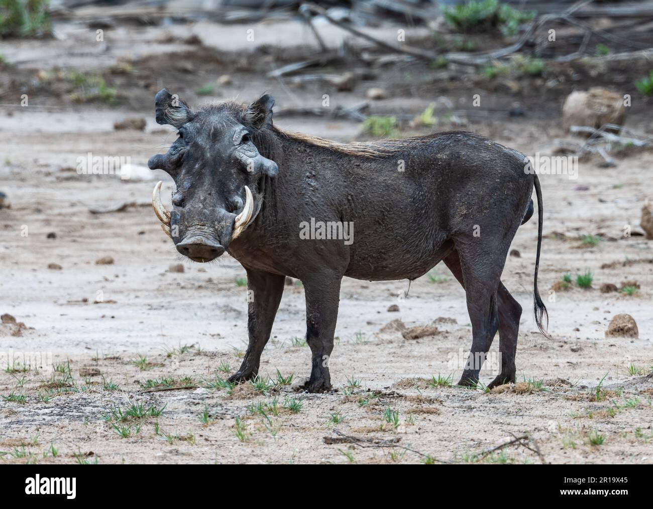 A Desert Warthog (Phacochoerus aethiopicus) in the wild. Kenya, Africa ...
