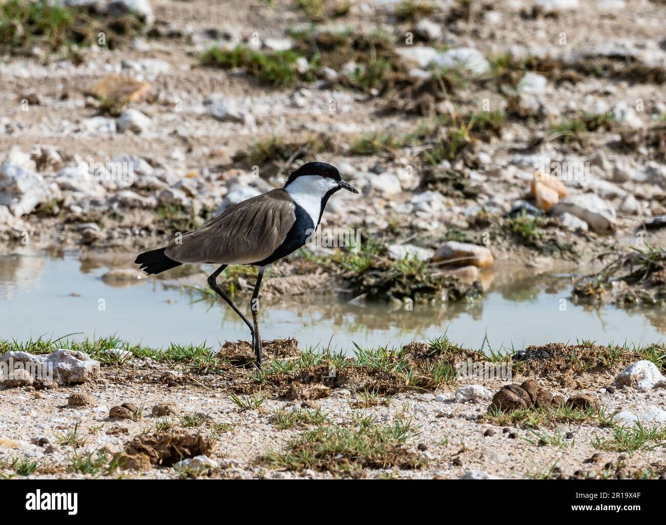 A Spur-winged Lapwing (Vanellus spinosus) walking by a pool of water ...
