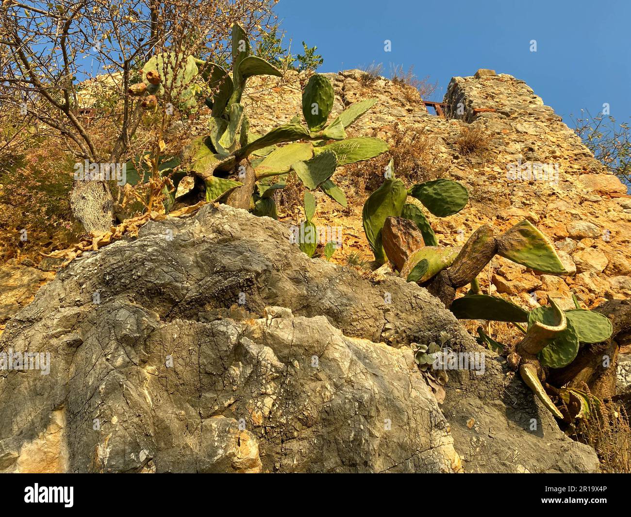 Green prickly cacti, plants and grass grow on stones and rocks in a ...