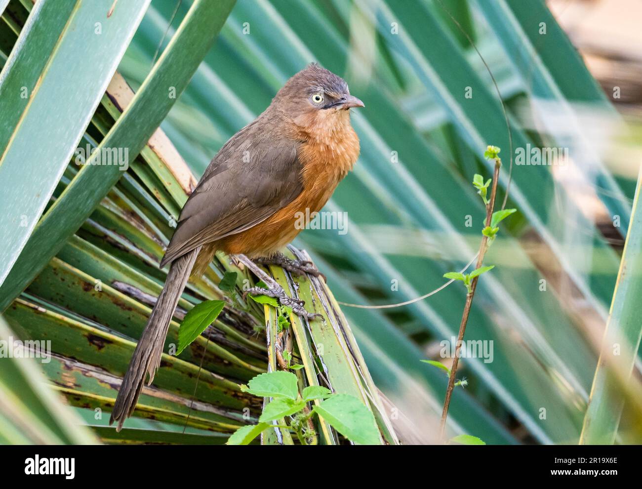 Argya rubiginosa hi-res stock photography and images - Alamy
