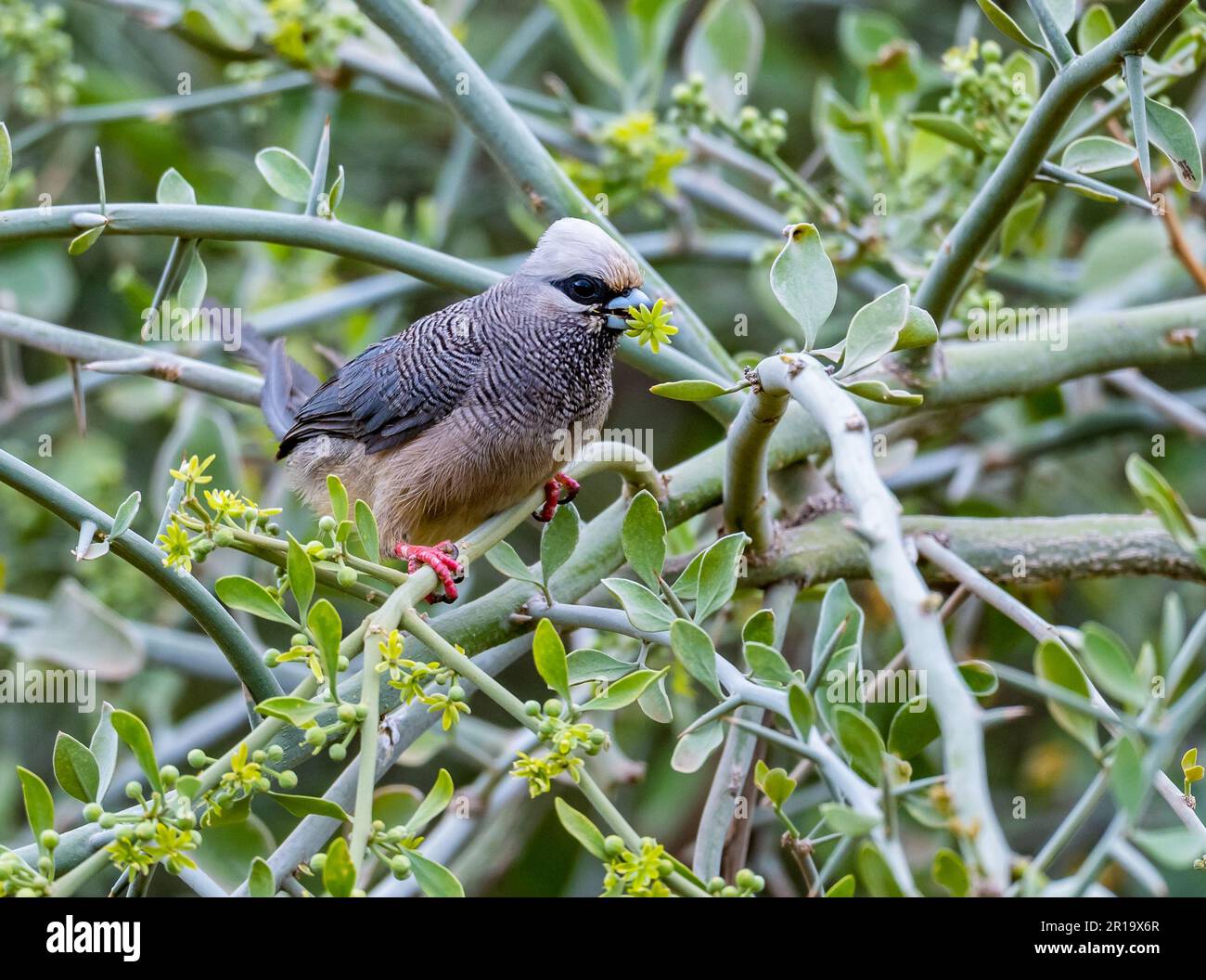 White headed mousebird colius leucocephalus hi-res stock photography ...