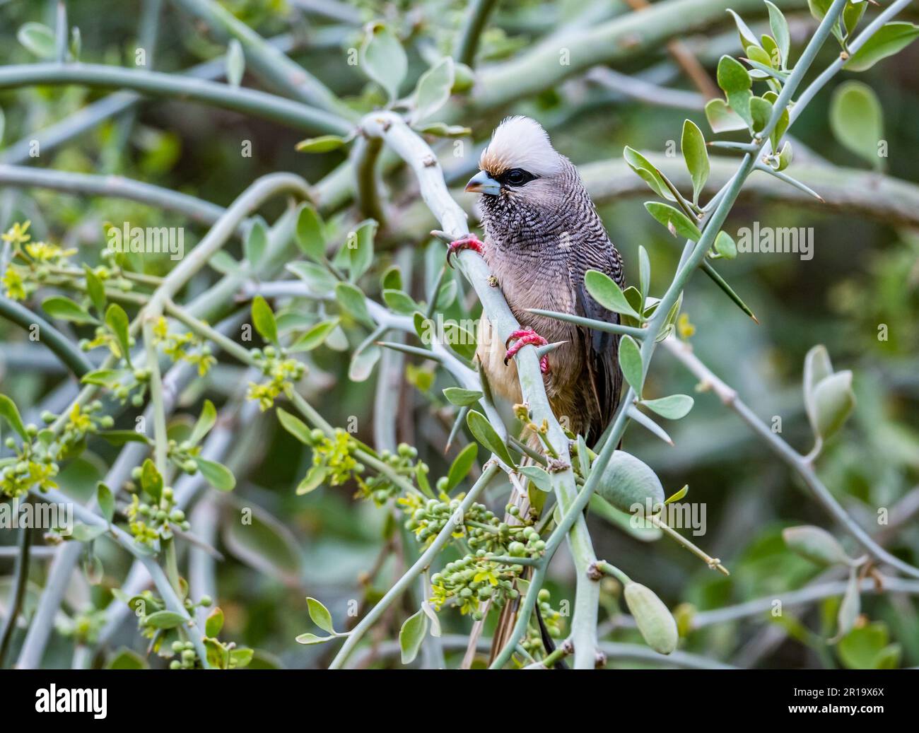 White headed mousebird hi-res stock photography and images - Alamy