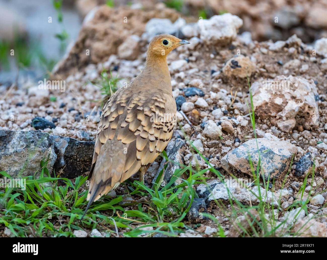 A male Chestnut-bellied Sandgrouse (Pterocles exustus). Kenya, Africa ...