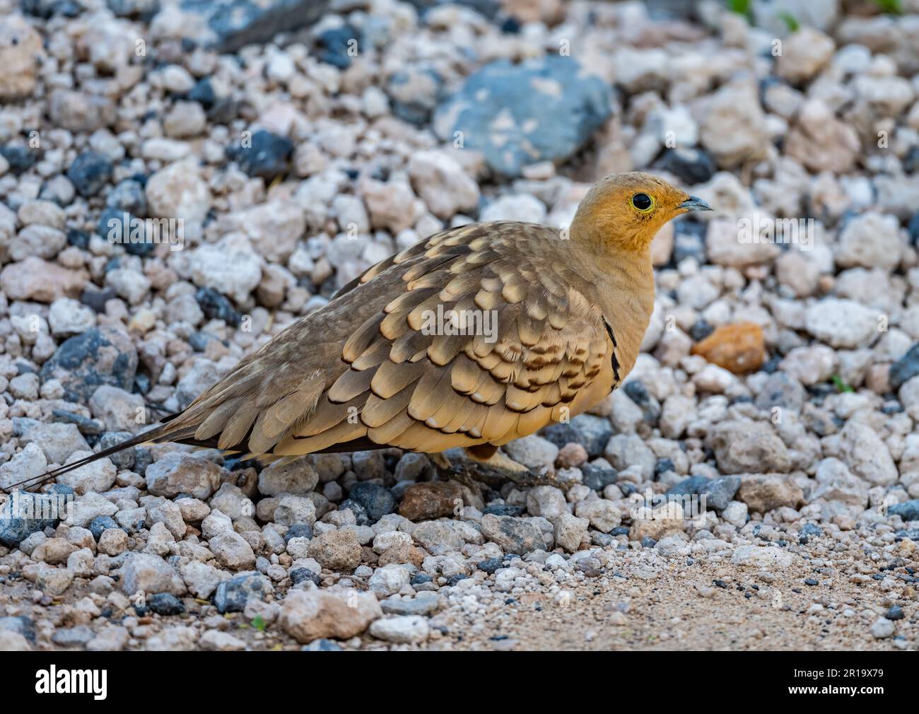 A male Chestnut-bellied Sandgrouse (Pterocles exustus). Kenya, Africa ...