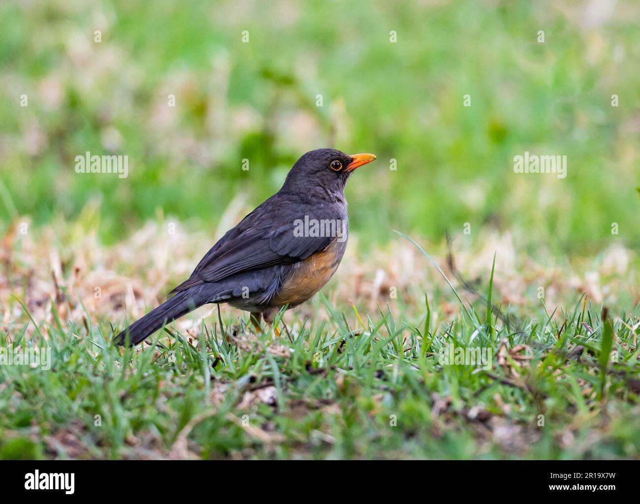 African thrush hi-res stock photography and images - Alamy