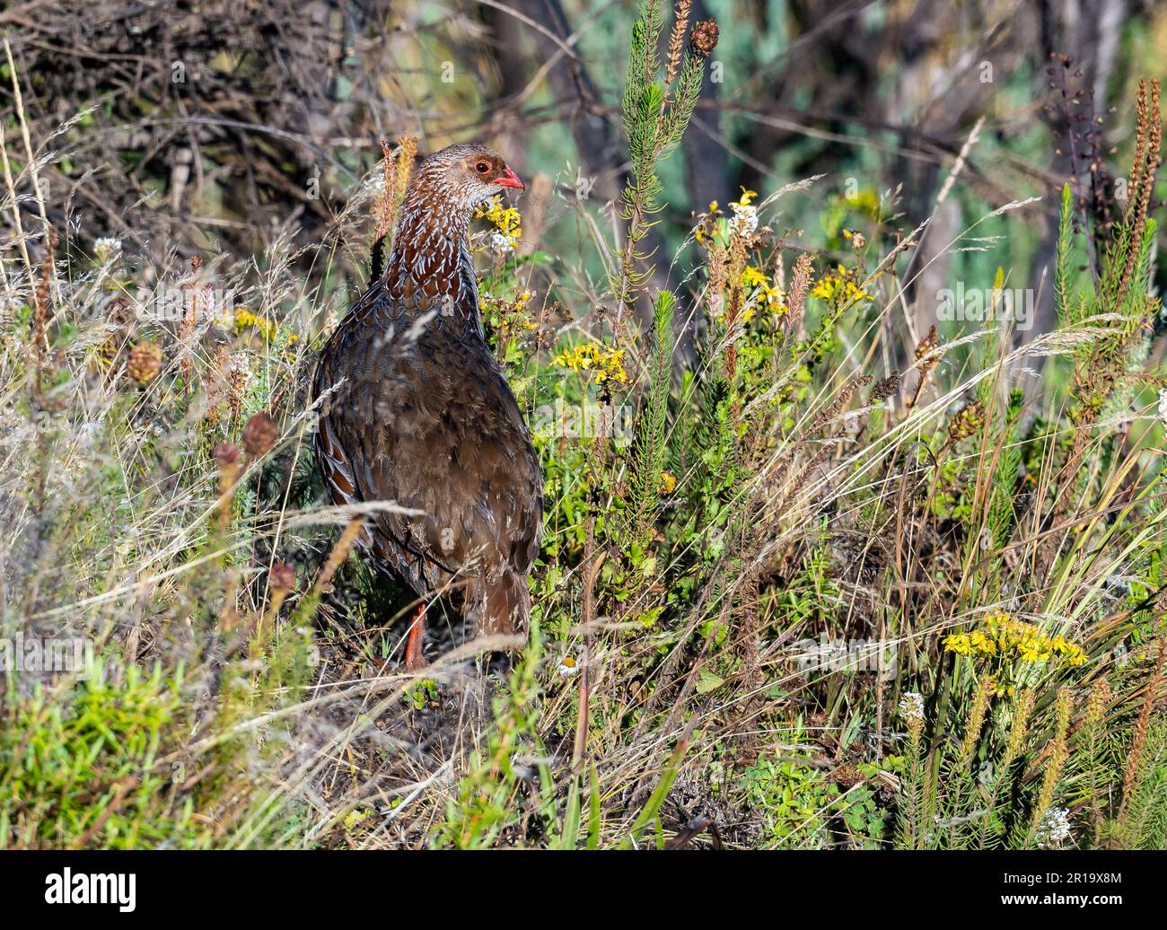A Jackson's Spurfowl (Pternistis jacksoni) foraging in grass and wild ...