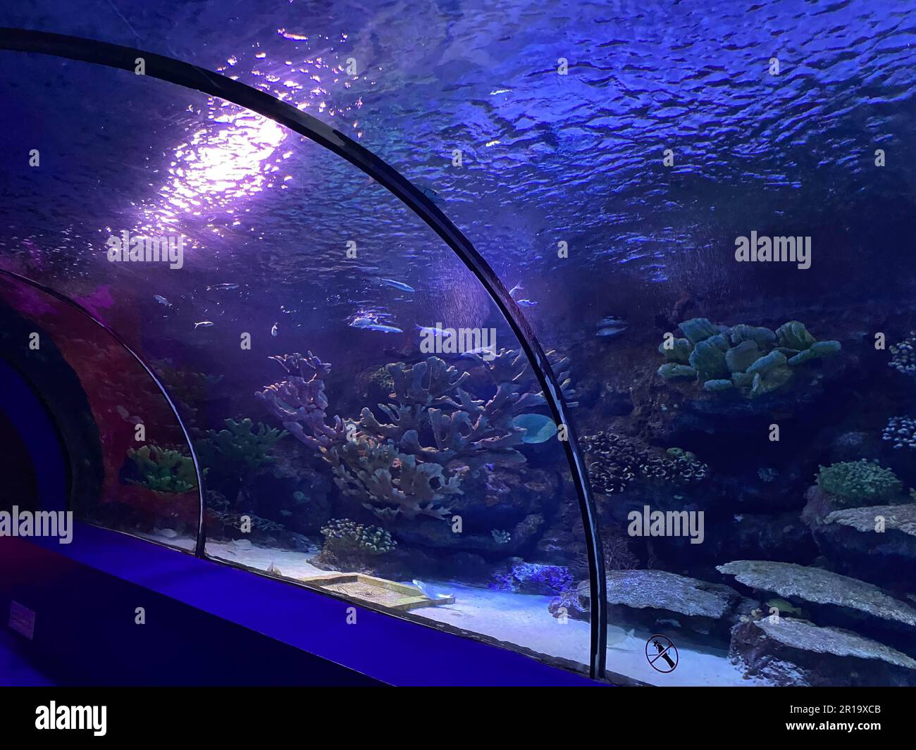 Glass underwater tunnel with fishes in Crocus city Oceanarium. Moscow ...