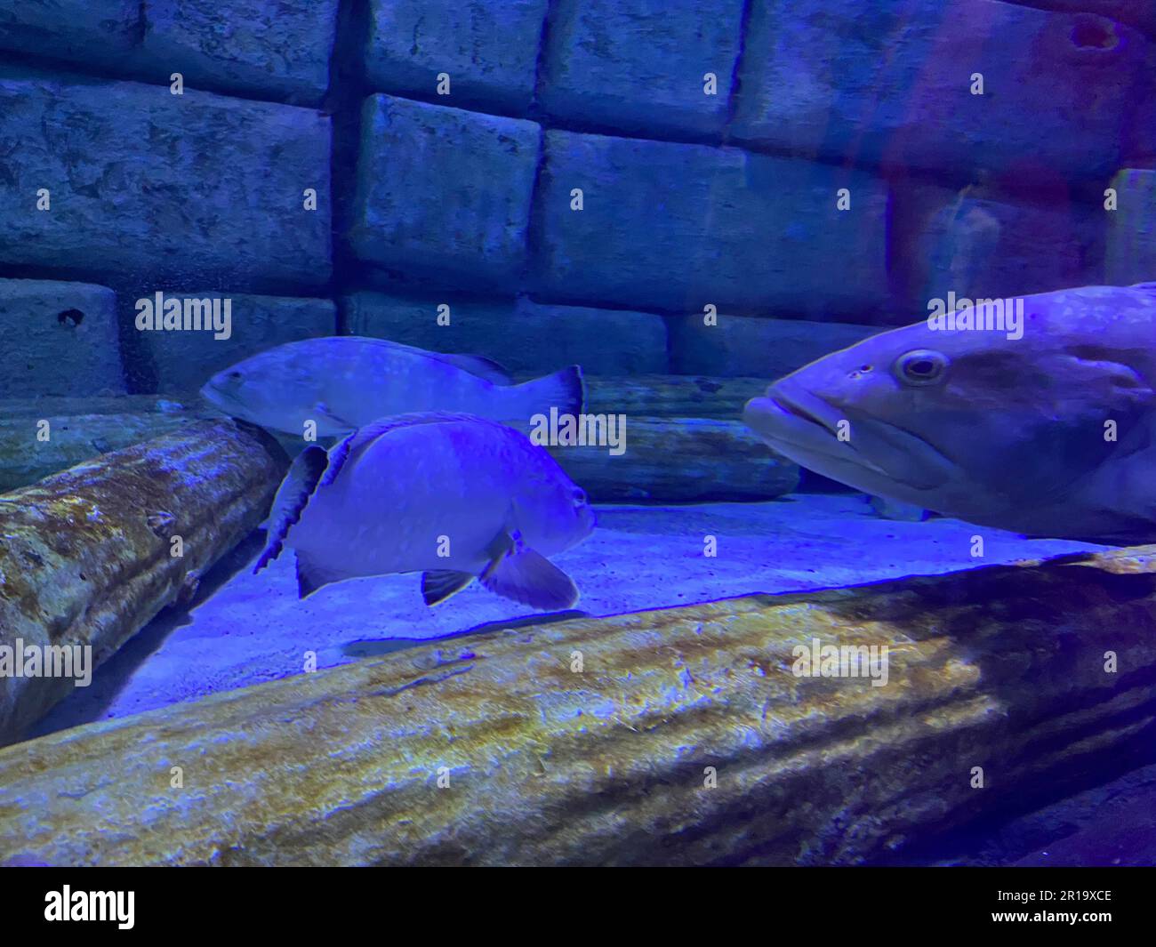 Sergeant-major fish school with water surface in background, underwater ...