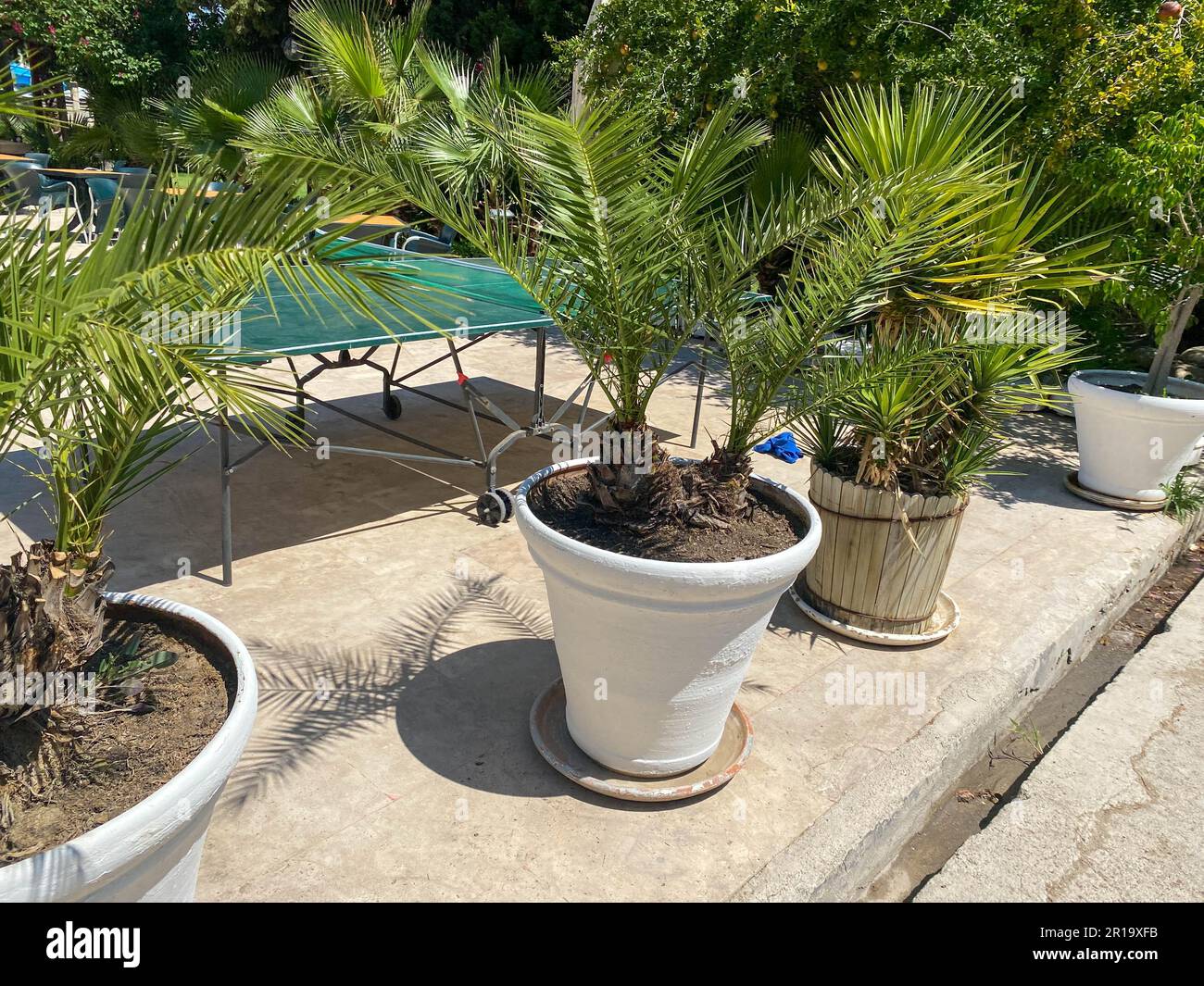 Marigold bushes and a small palm tree grow in an old wooden barrel on ...