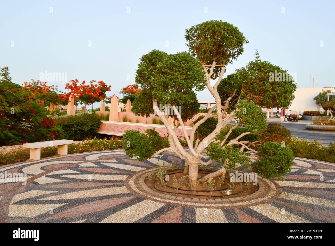 A beautiful unusual exotic tree with green leaves branches and trunk ...