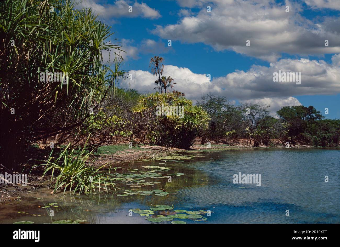 Yellow Water Billabong, Kakadu National Park, Northern Territory ...