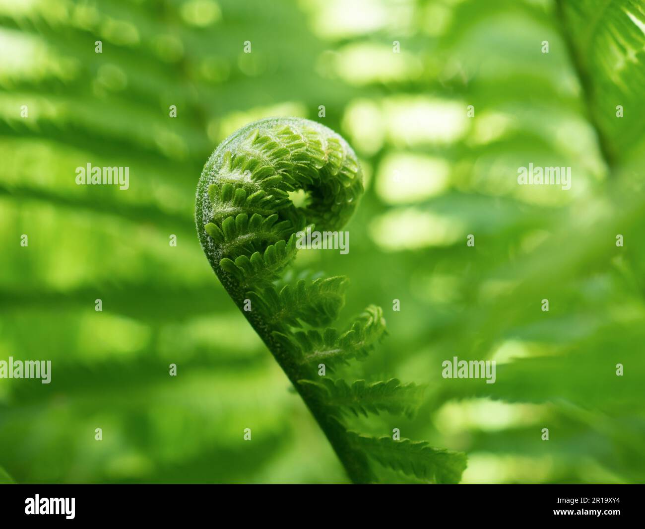 Young green shoot of fern. Polypodiopsida or Polypodiophyta. Plants in ...