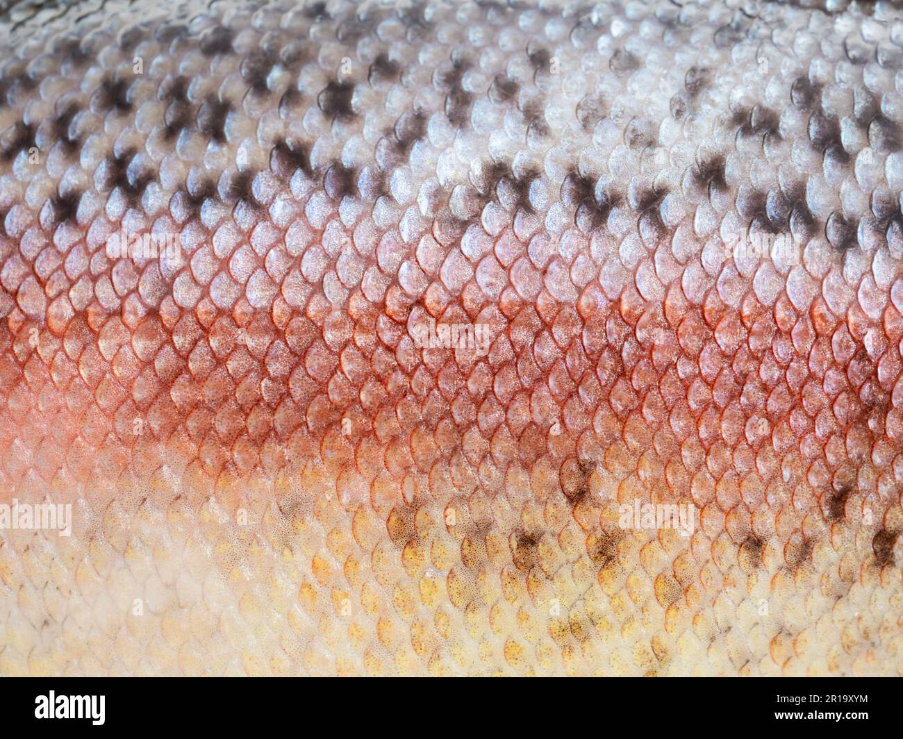 Macro shot of healthy rainbow trout skin. Fish scale texture for ...