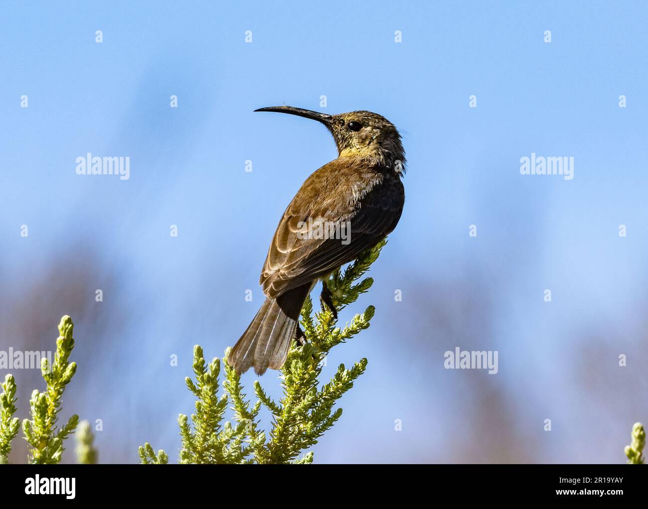 A female Red-tufted Sunbird (Nectarinia johnstoni) perched on a branch ...