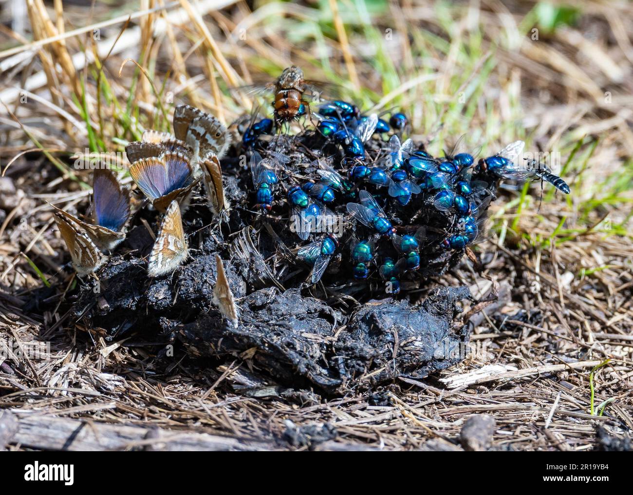 Varieties of insects attracted to animal dropping. Kenya, Africa Stock ...