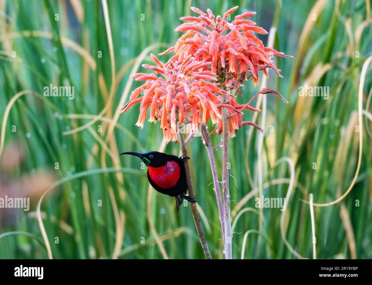 A male Scarlet-chested Sunbird (Chalcomitra senegalensis) feeding on ...