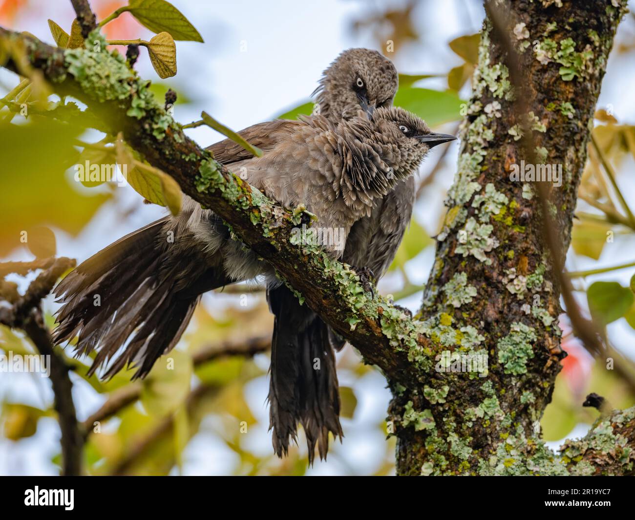A pair Black-lored Babblers (Turdoides sharpei) grooming each other on ...