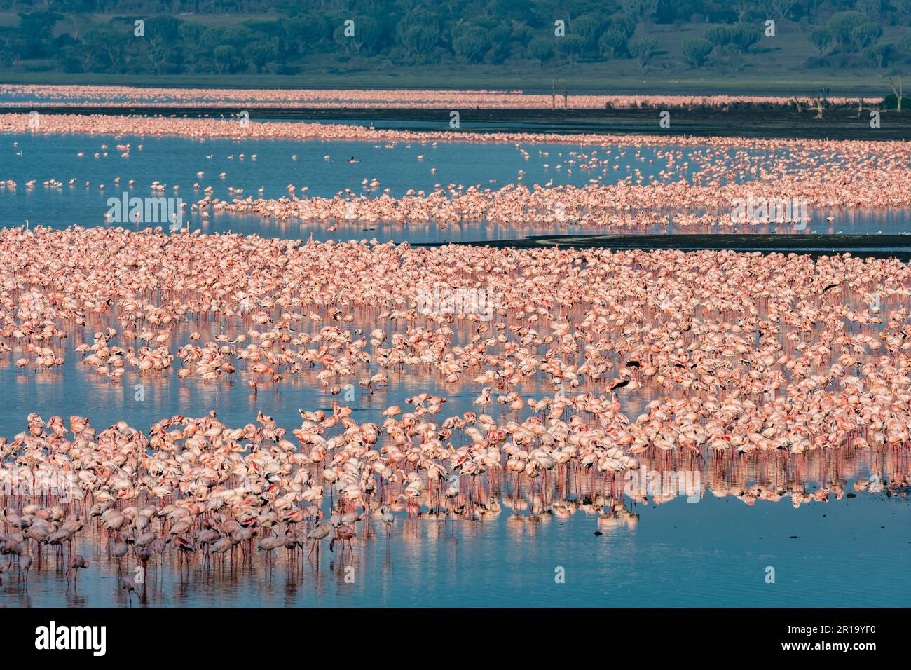 Tens of thousands Lesser Flamingoes (Phoeniconaias minor) gathering in ...