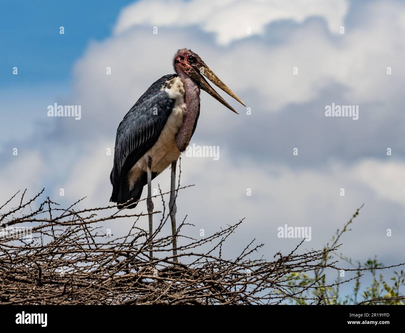 Africa stork wildlife marabou hi-res stock photography and images - Alamy